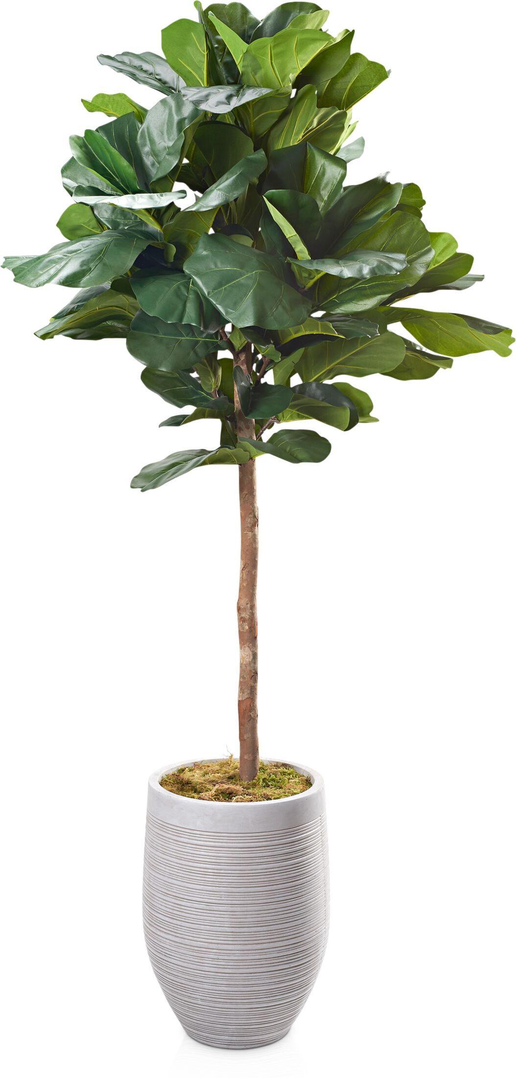 Faux Round Fiddle Leaf Fig Tree with Laurel Planter - Large | Value ...